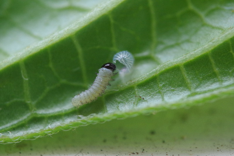 Larva (Caterpillar)