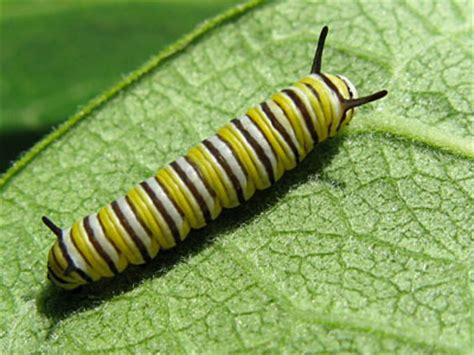 Larva (Caterpillar)
