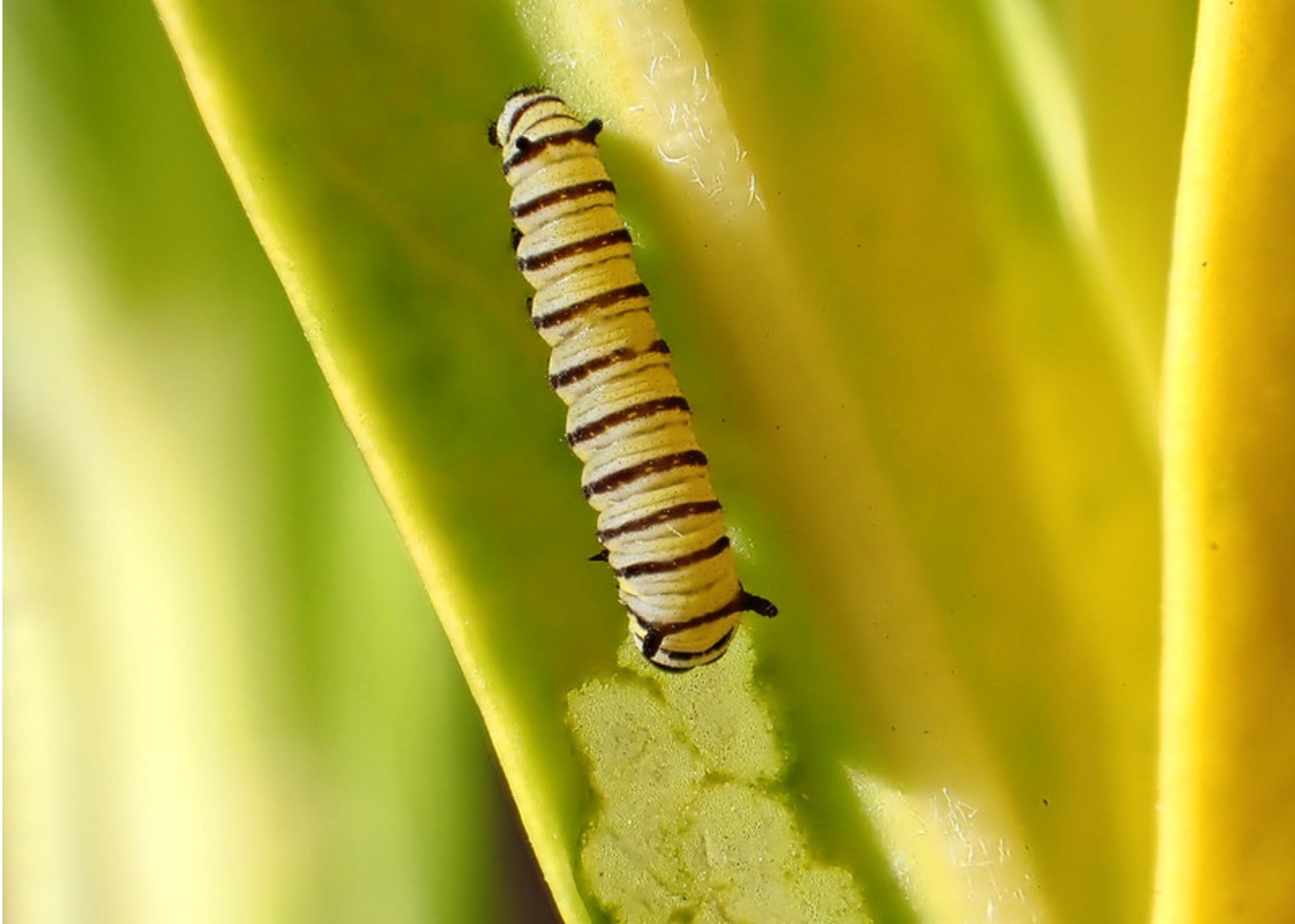 Larva (Caterpillar)